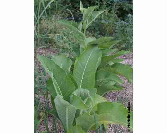Plant de grande aunée - Inula helenium - godet