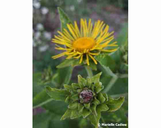 Plant de grande aunée - Inula helenium - godet