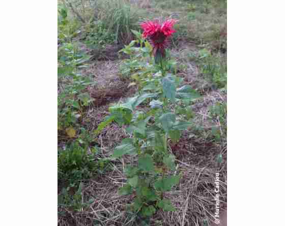 Plant de monarde rouge - Monarda didyma - godet