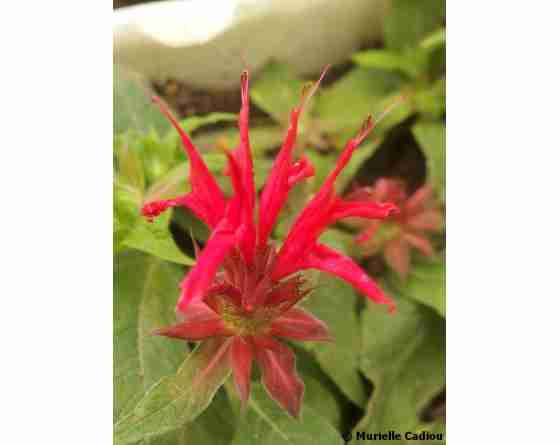 Plant de monarde rouge - Monarda didyma - godet