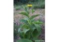 Plant de grande aunée - Inula helenium - godet